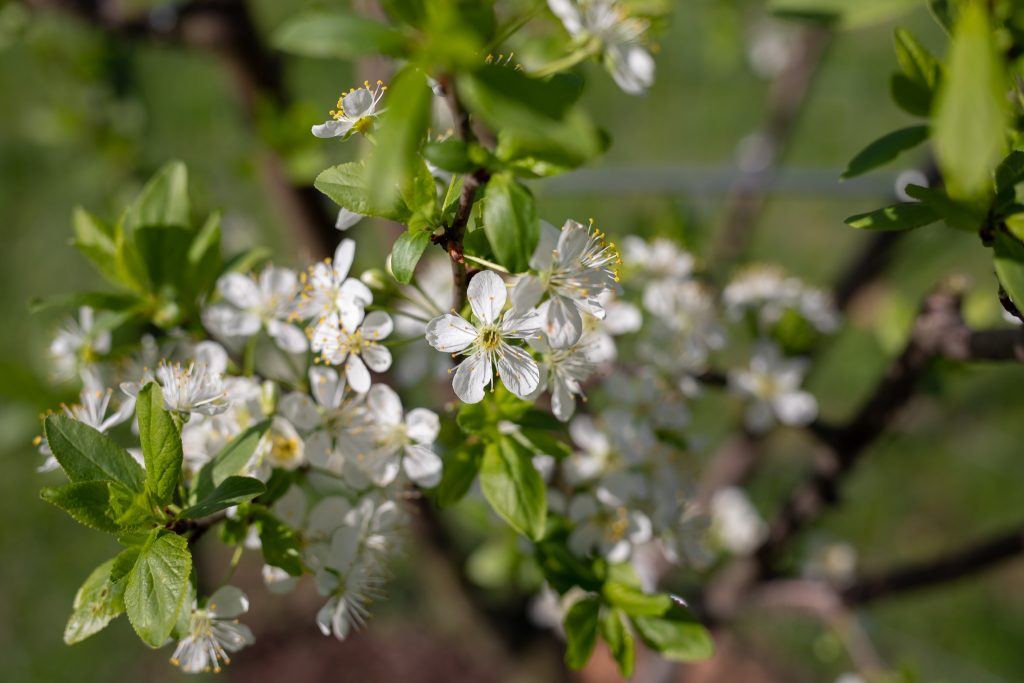 New Tree of 40 Fruit Installed – KARL STIRNER ARTS TRAIL