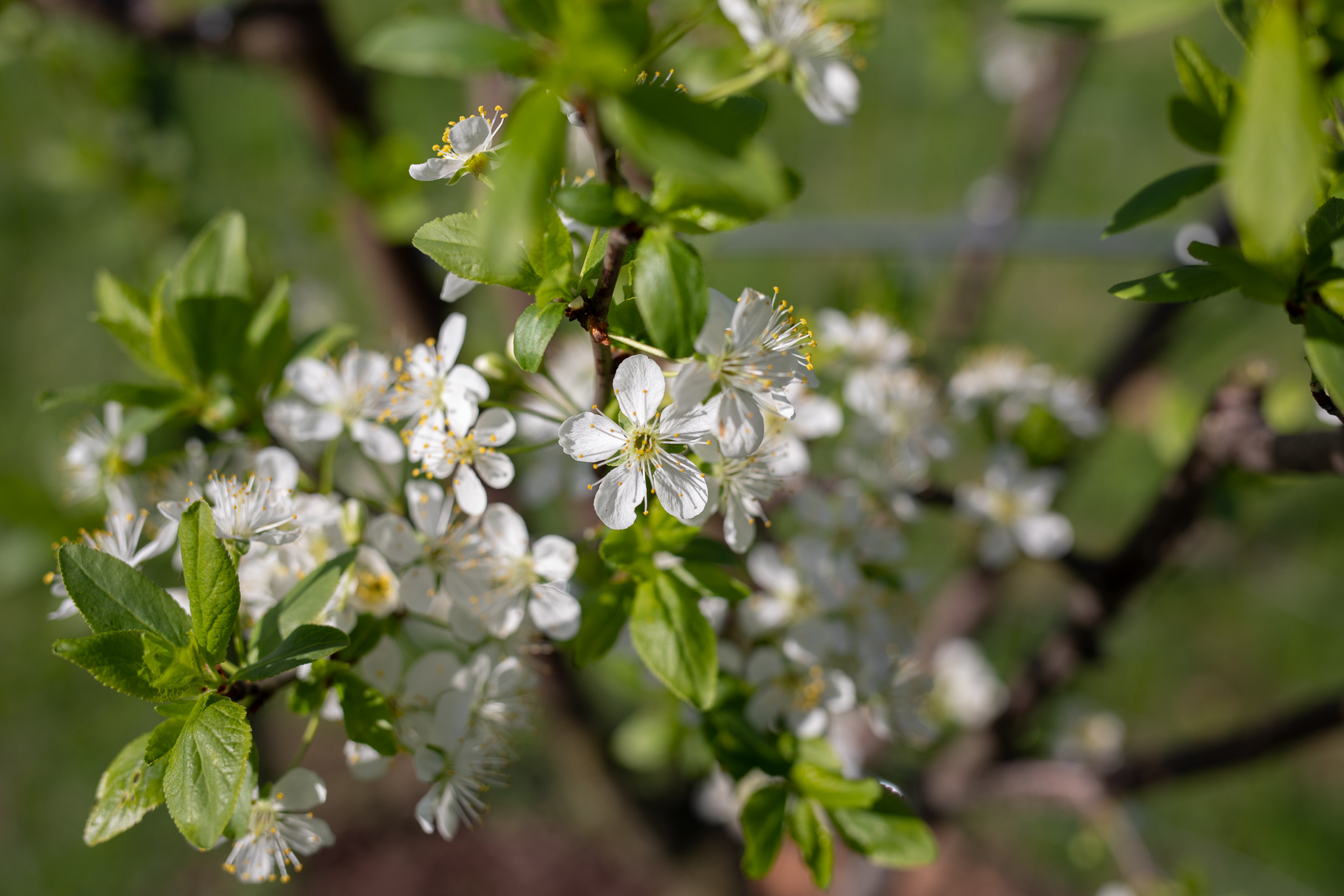 Tree of 40 Fruit – KARL STIRNER ARTS TRAIL